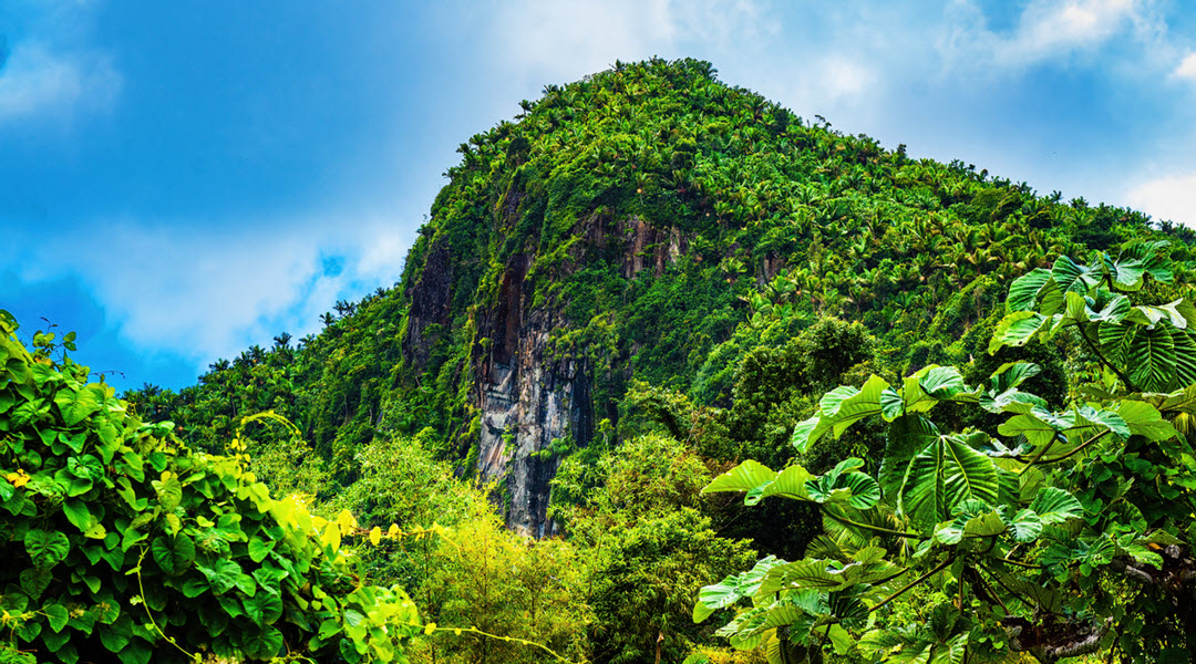 Discover The Natural Wonders Of Puerto Rico With A Guided Tour